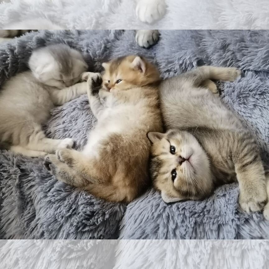 Шотландские котята