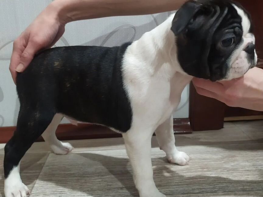 Щенки бостон терьера