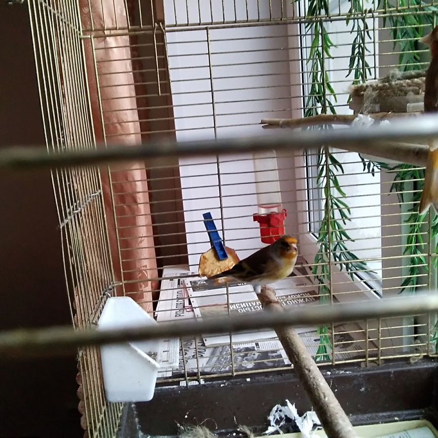 Гебрит щегла и конареейки и щеглы