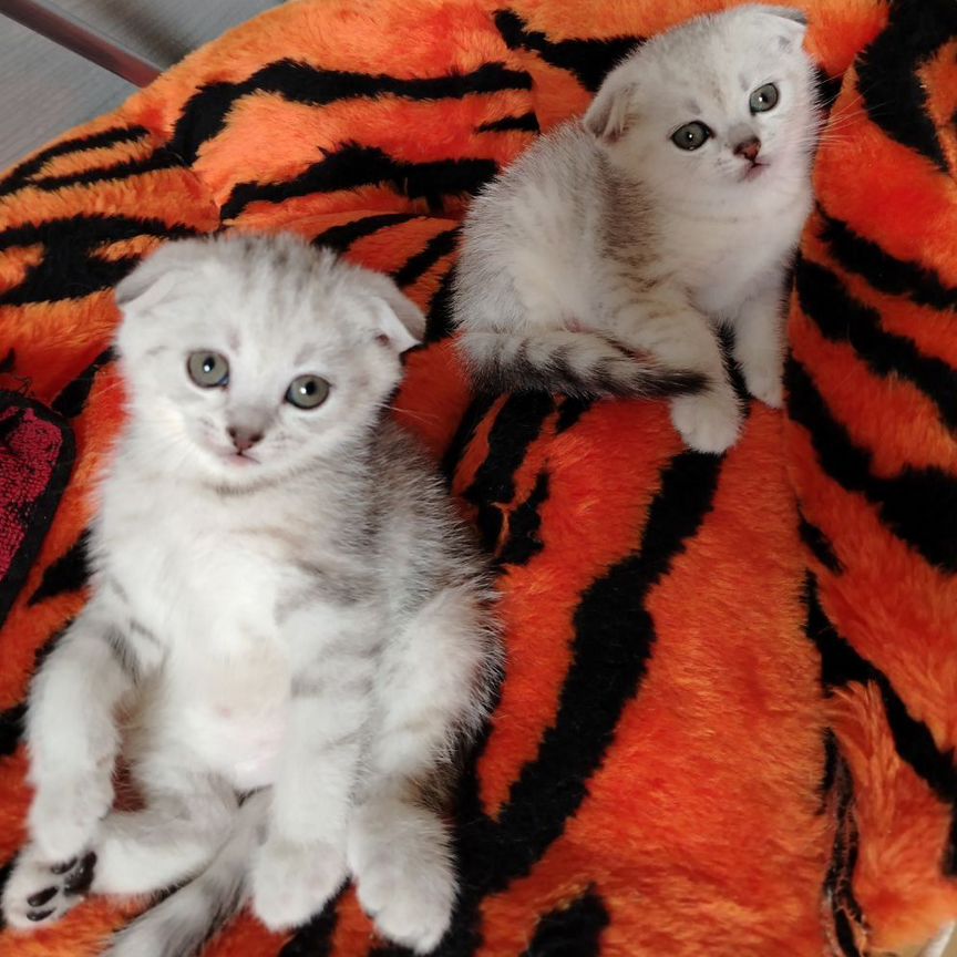 Шотландская вислоухая котята