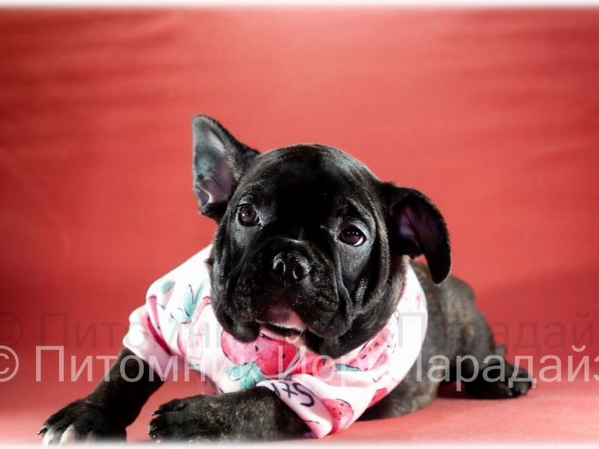 Французский бульдог