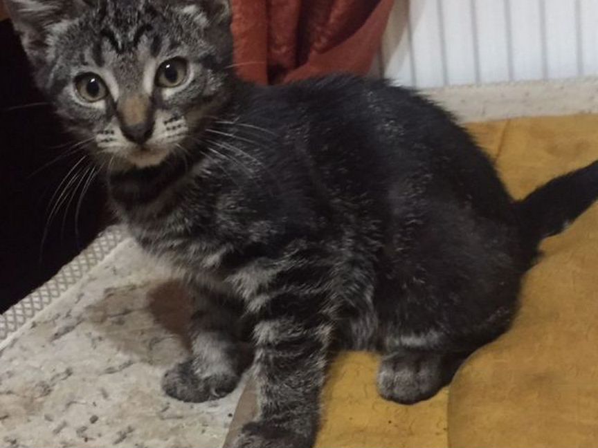 Домашний ручной котёнок Яша в Добрые руки