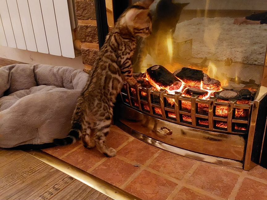 Бенгальские мальчики готовы переехать в новый дом