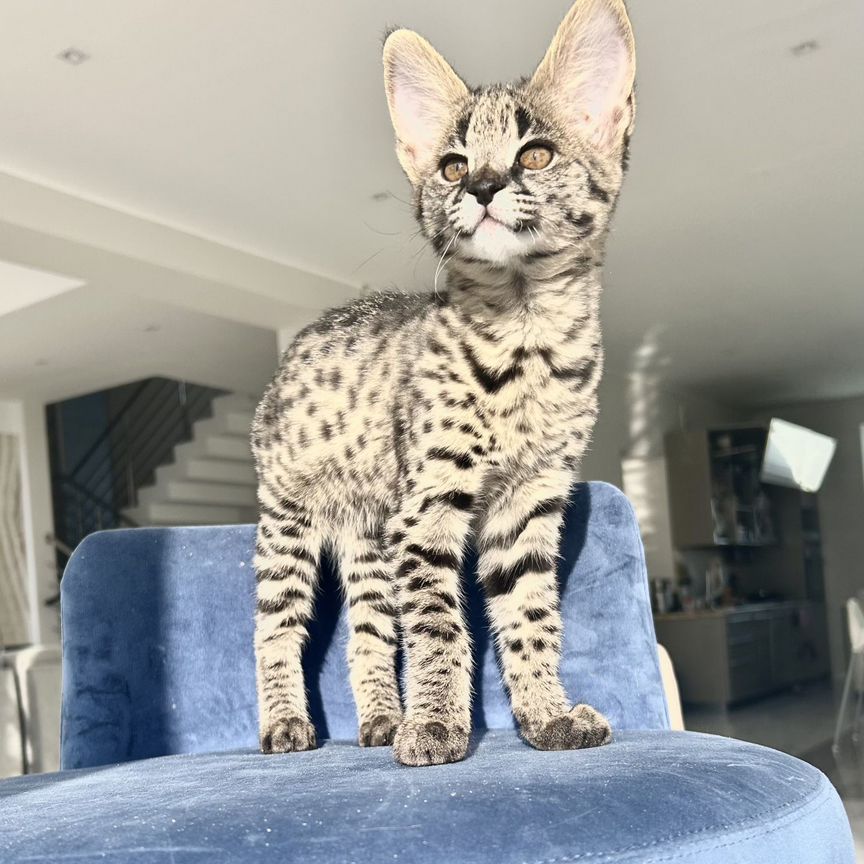 Котёнок саванна F1 девочка