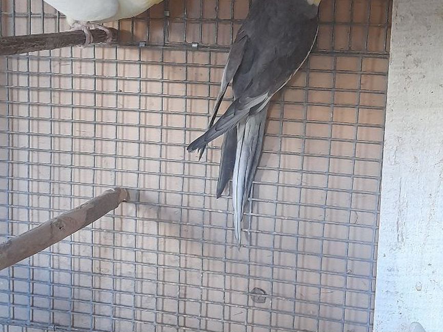 Попугай карелла