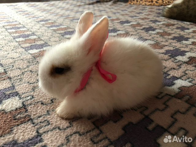 Декоративные кролики