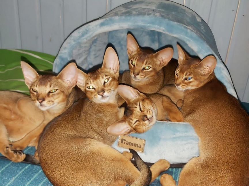 Абиссинская кошка