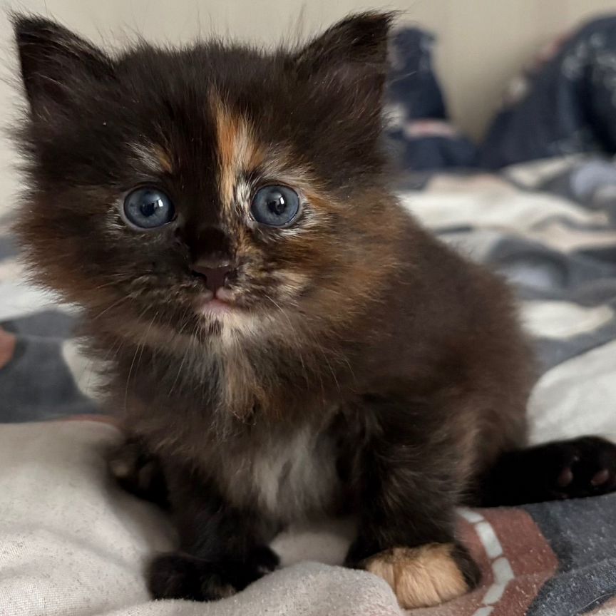 Сиамский котёнок