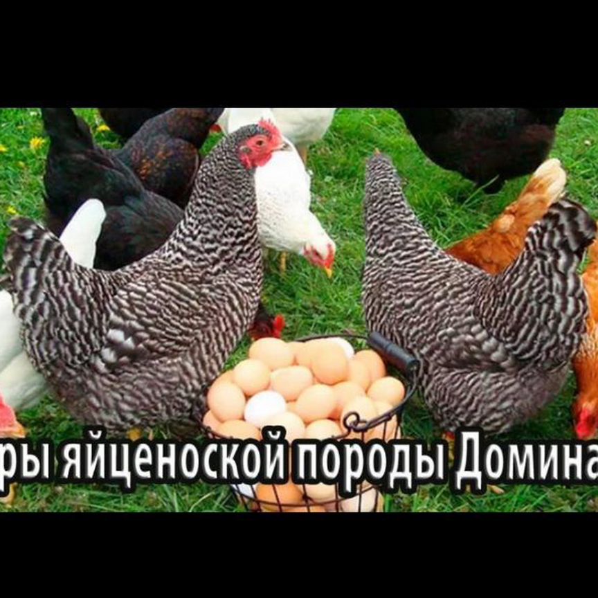Куры несушки доминант