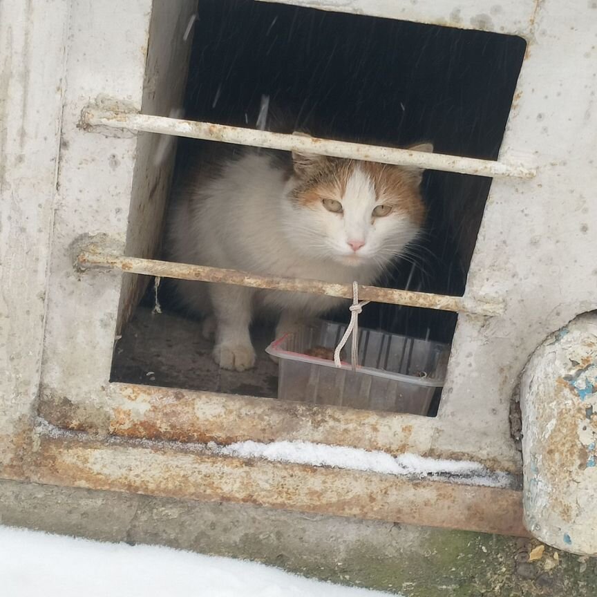 Бедная кошечка без семьи Коммунистическая 22