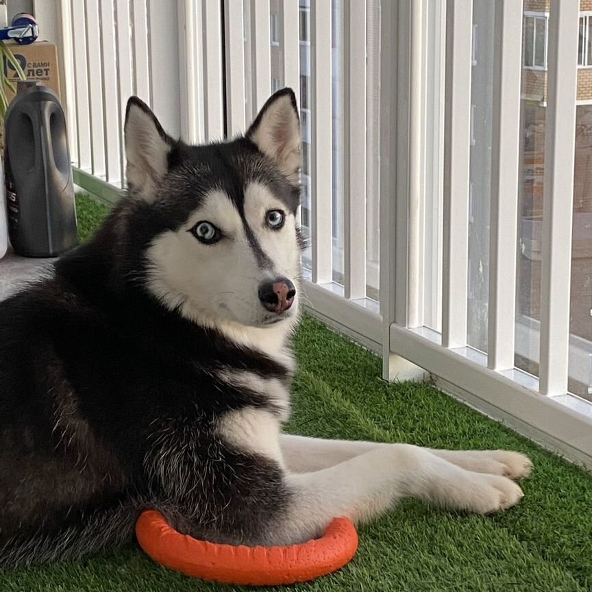 Собака в добрые руки