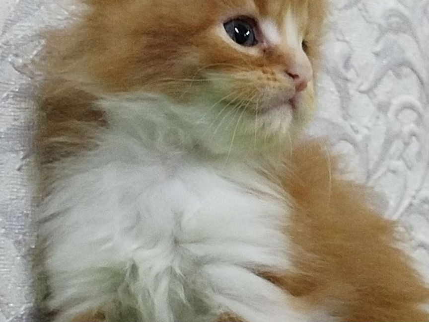 Девочки мейн кун