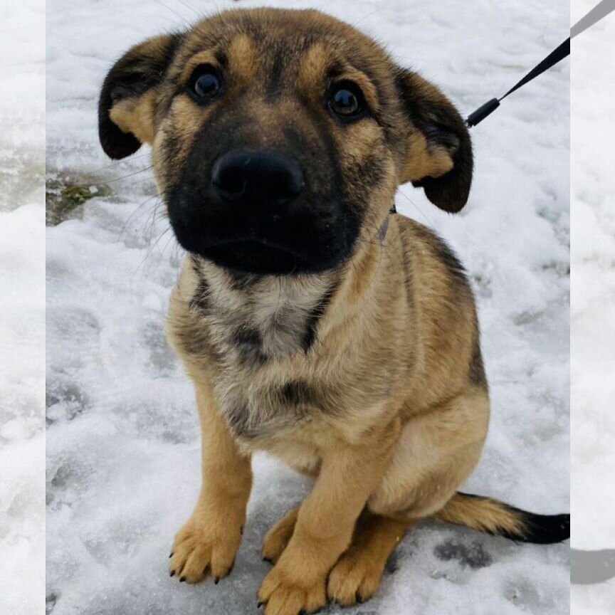 Умный щенок и отличный охранник