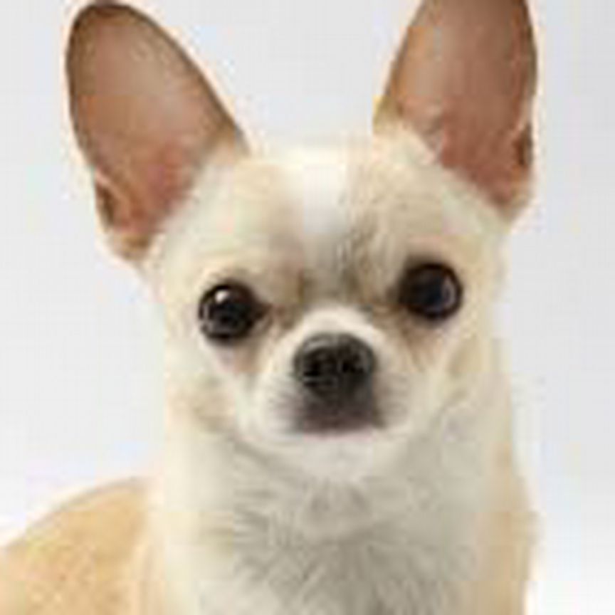 Чихуахуа, взрослая собака