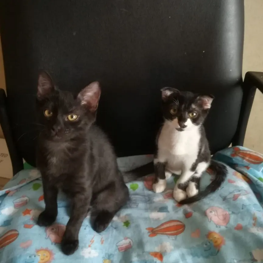 Котята