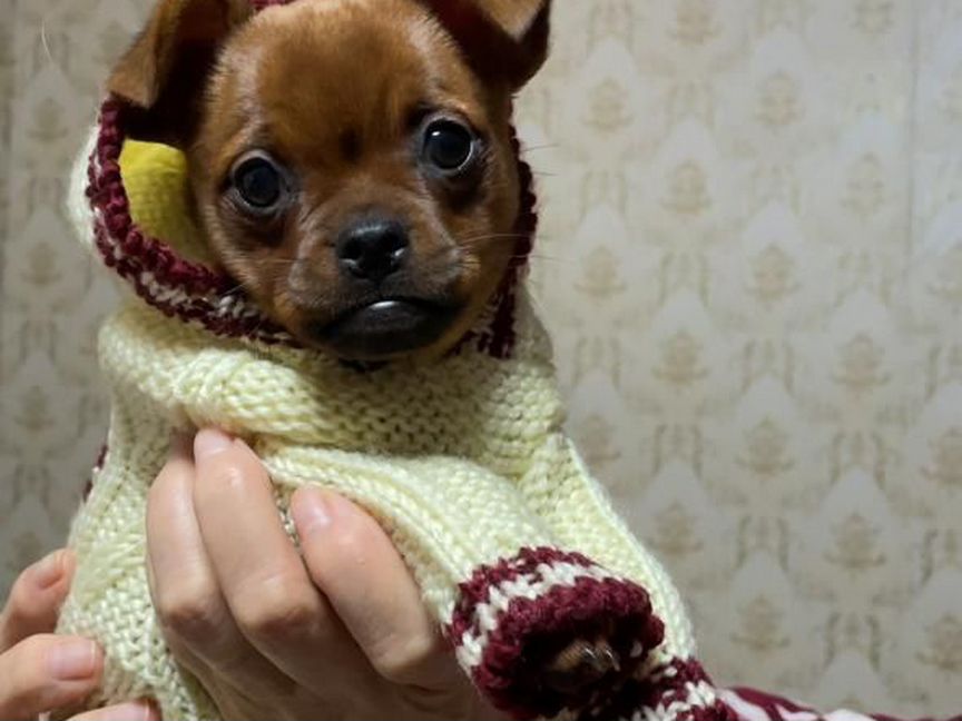 Супер каратышки