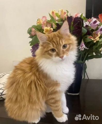 Рыжий комочек счастья, в добрые руки