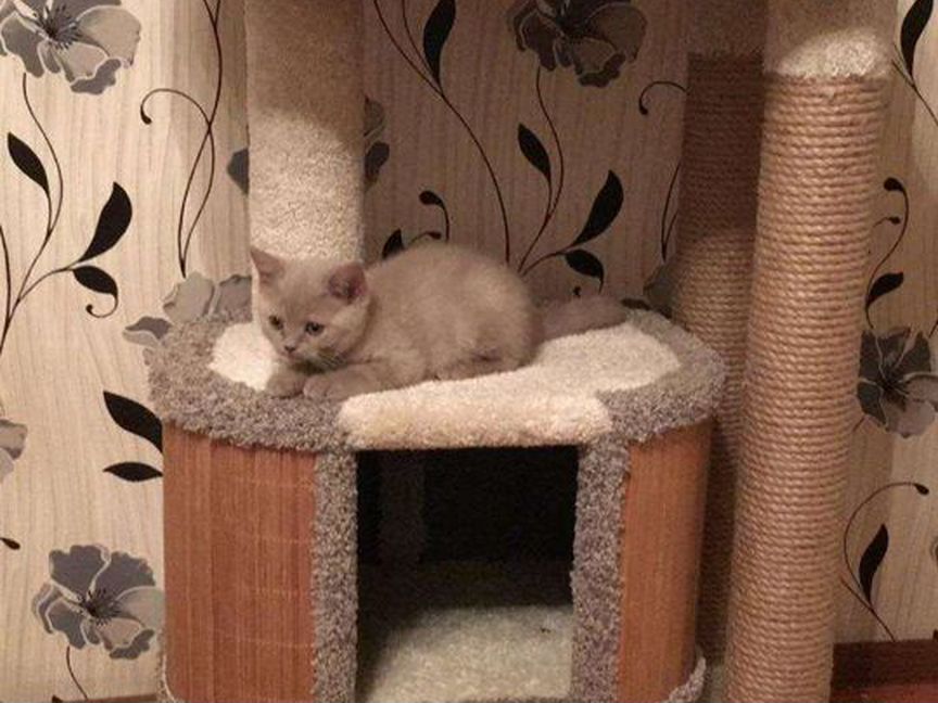 Домик для кошки с когтеточкой, лежанка