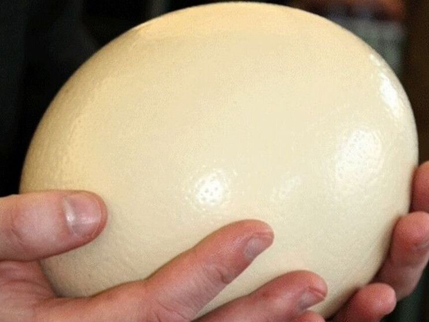 Страусиное яйцо