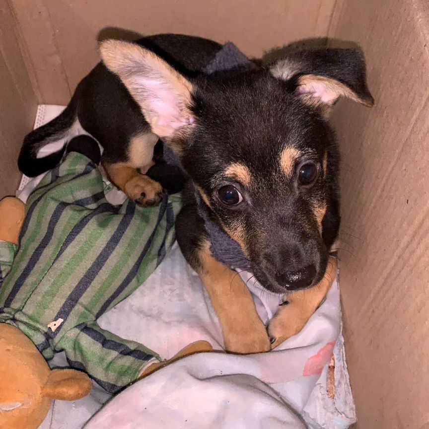 Собака щенок в добрые руки