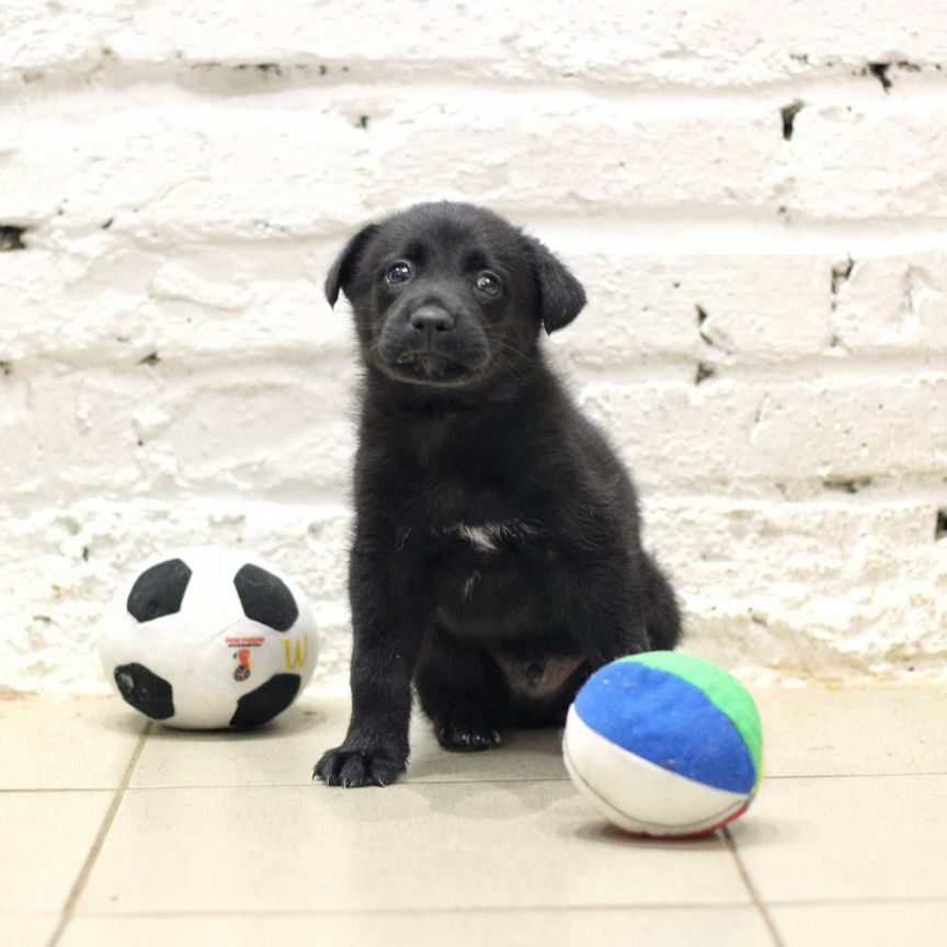 Щенок в добрые руки