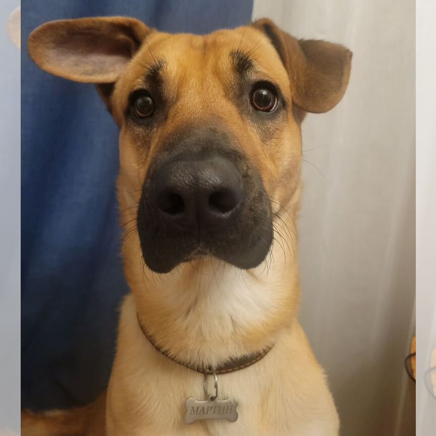 Взрослый пёс в добрые руки