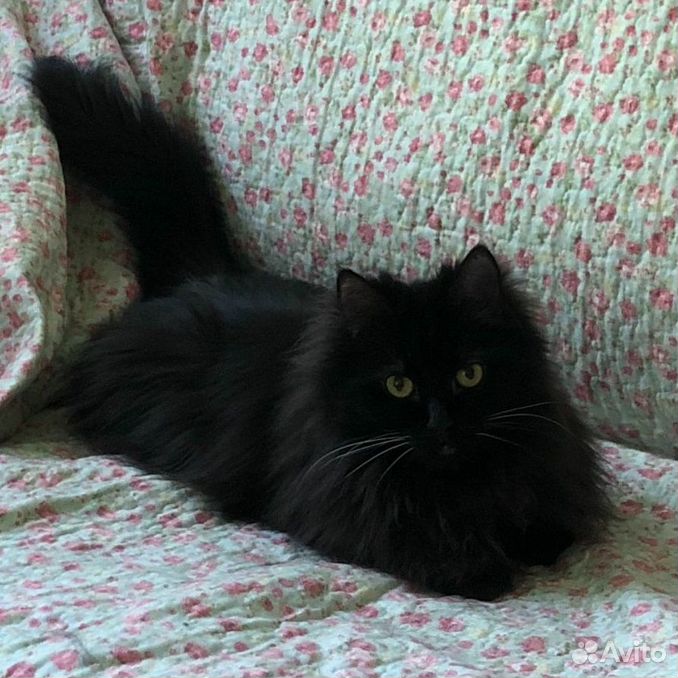 Черная кошечка Фея