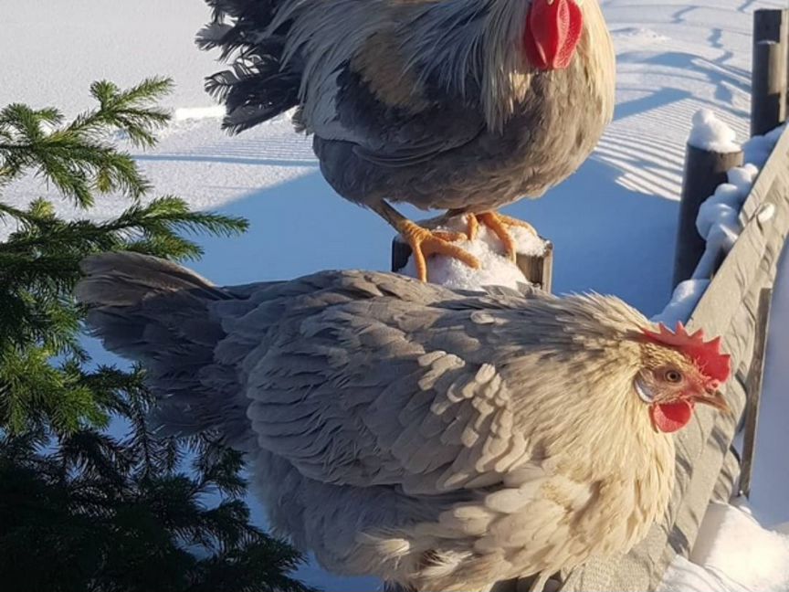 Семья легорн Изабелла