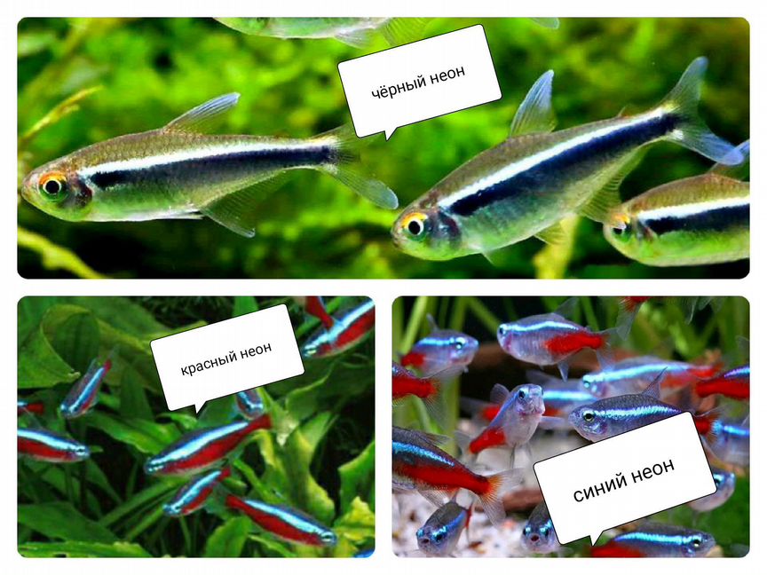 Коридорас,неон, акантофтальмус, родостомус
