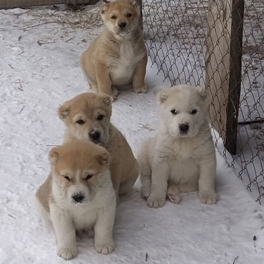 Среднеазиатская овчарка, щенок
