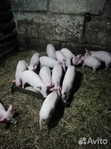 Поросята