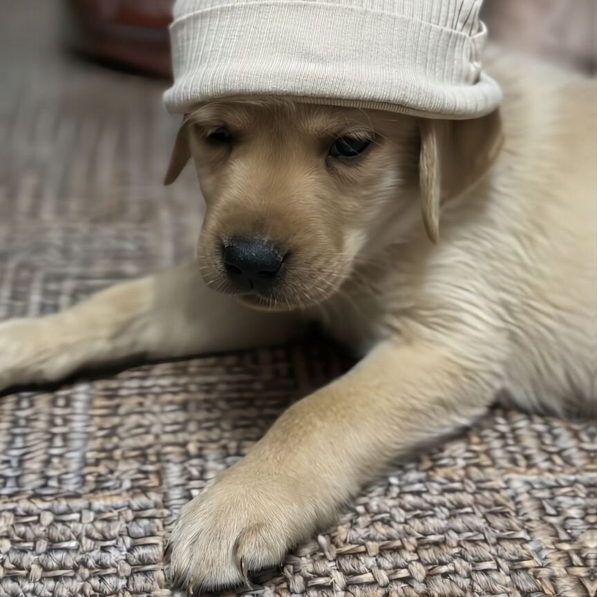 Лабрадор-ретривер, щенок