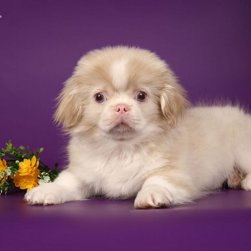 Пекинес. Эксклюзив. Мальчик