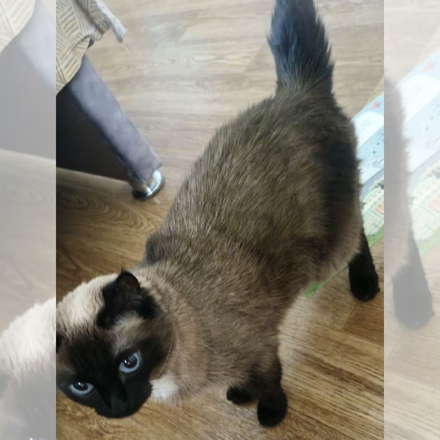 Сиамская, взрослая кошка