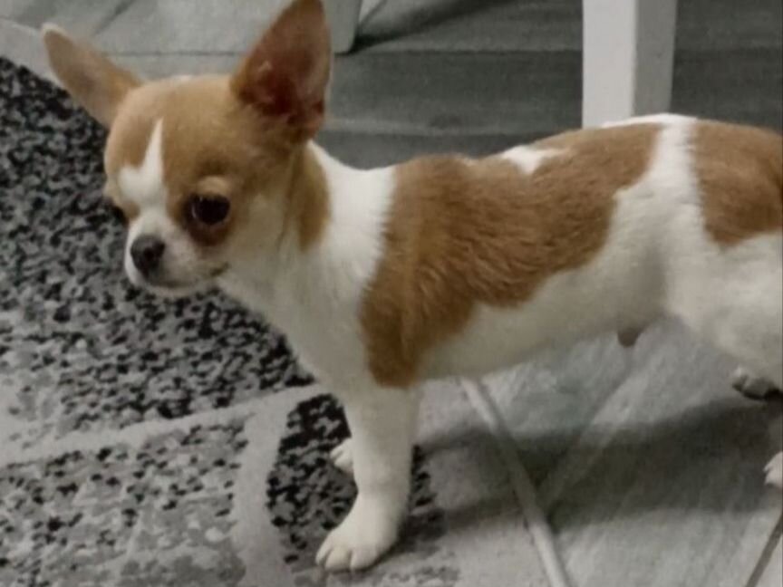 Чихо-парень