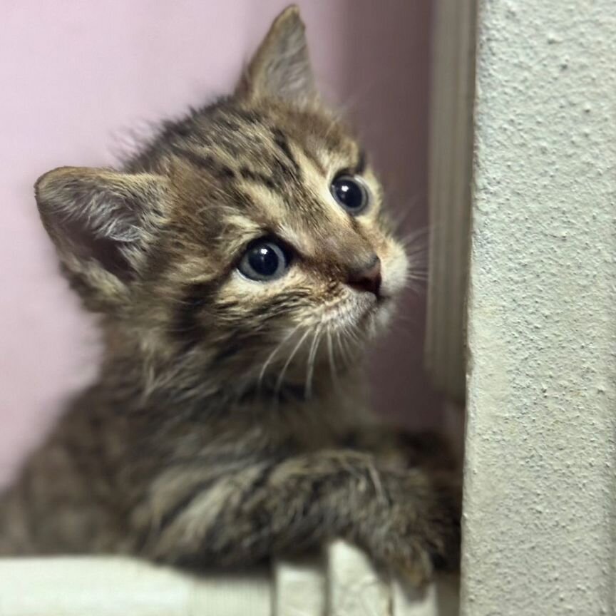 Пристраиваем три Грации (котята)