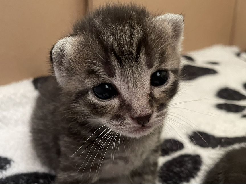 Бронь на котят