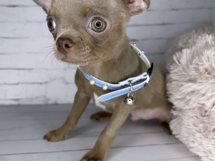 Luxury mini мальчик