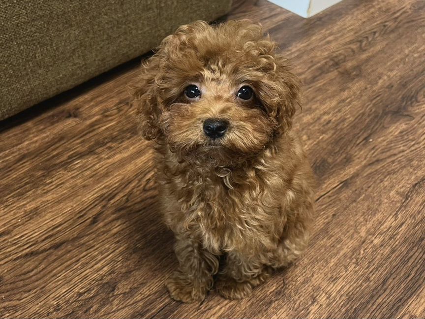 Той-пудель девочка тедди