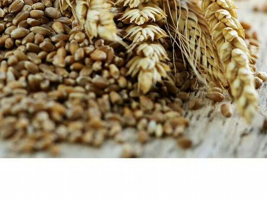 Зерно фуражное