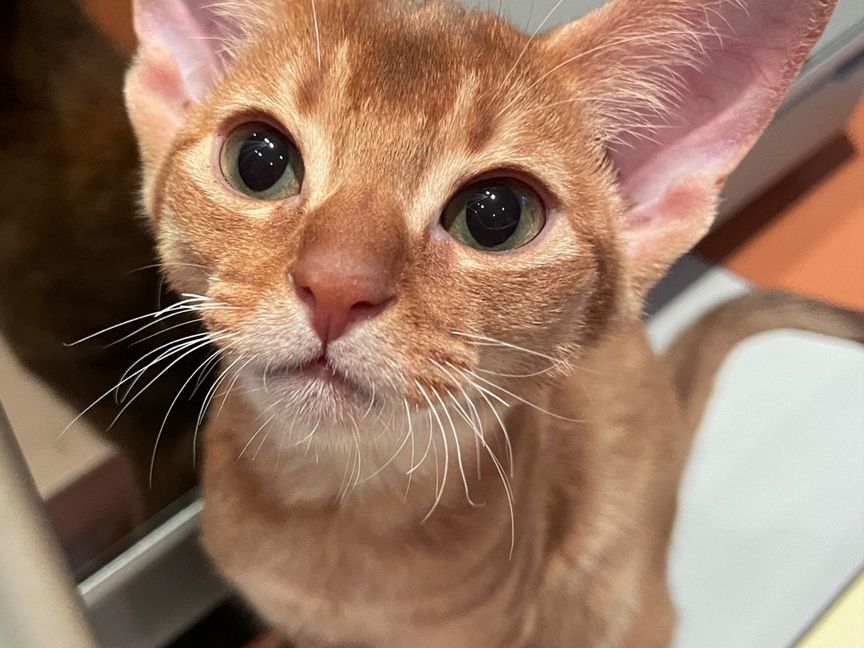 Абиссинские котята, девочки. 13.10.23