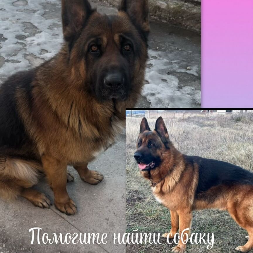 Потерялся немец