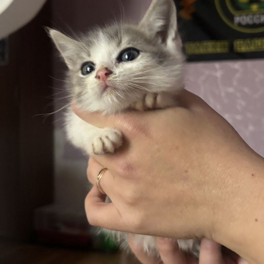 Котёнок в добрые руки