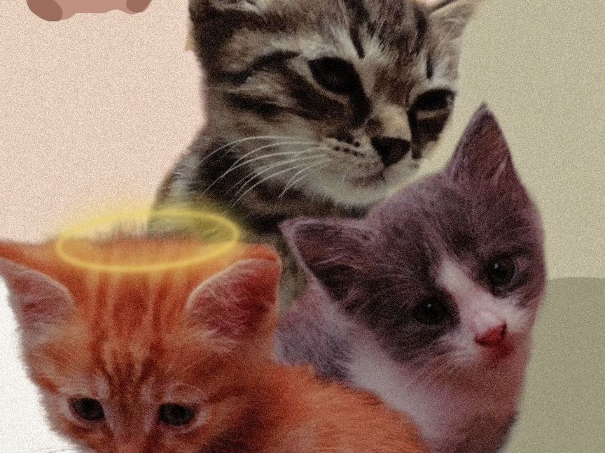 Котята в добрые руки