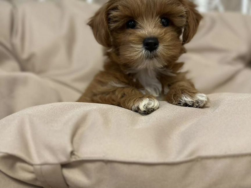 Мальтипу f1 мини окрас ред девочка