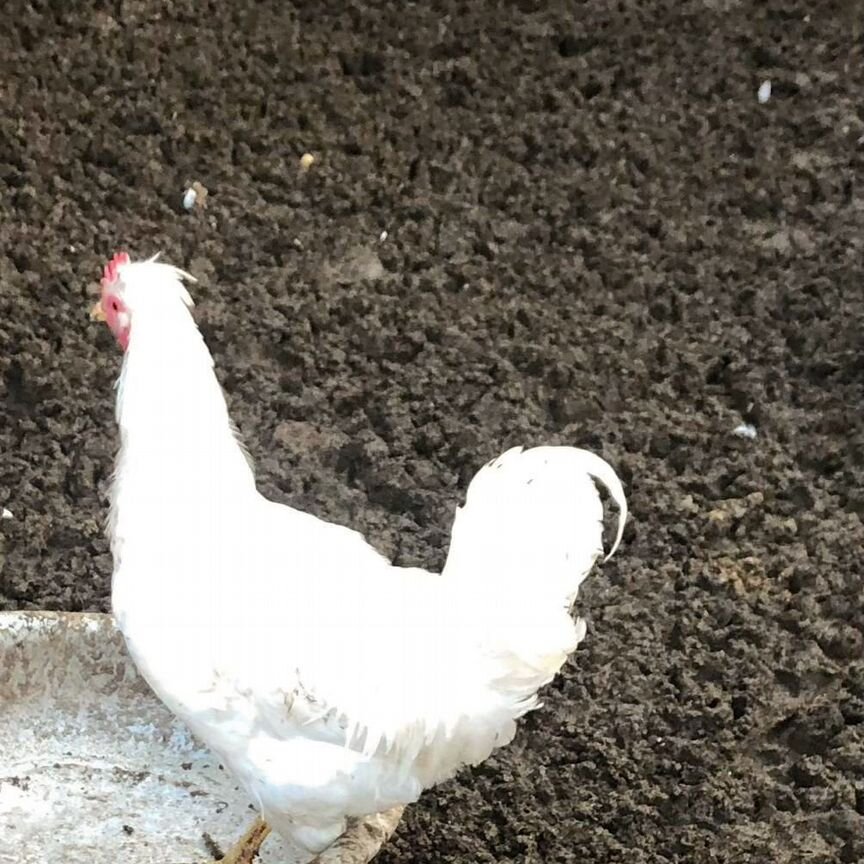 Куры домашние