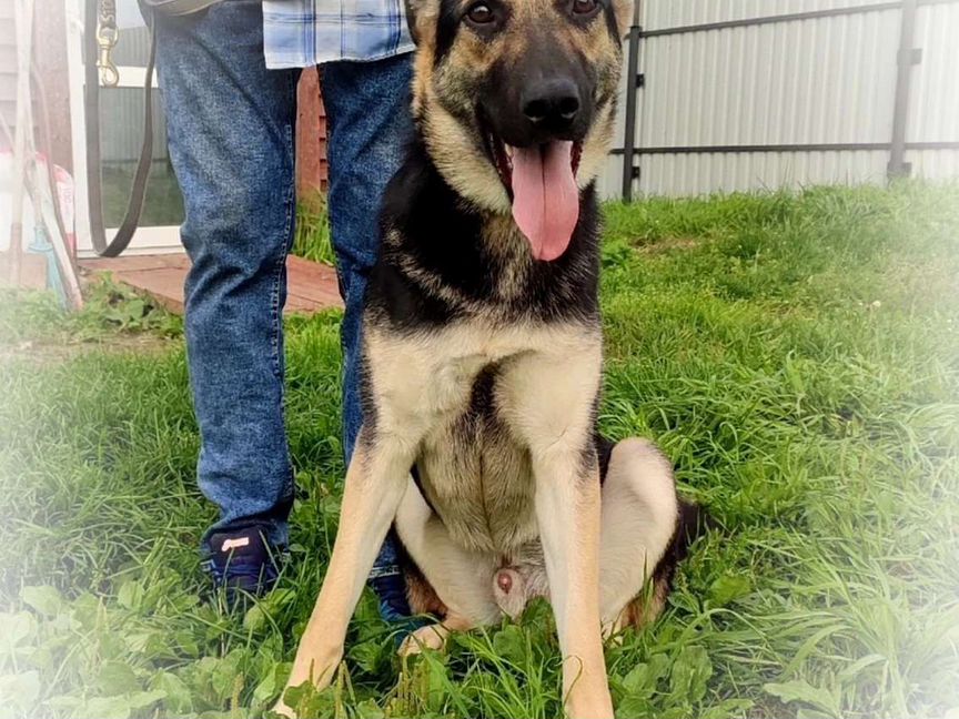 Метис Овчарки в добрые руки