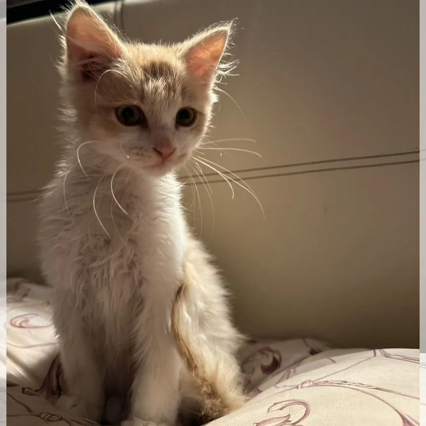 Рыжий котенок