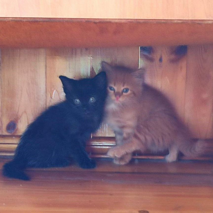 Котята в добрые руки бесплатно