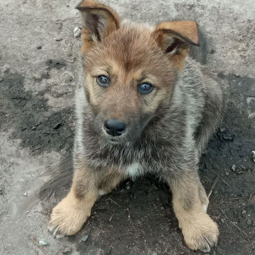 Щенок в добрые руки